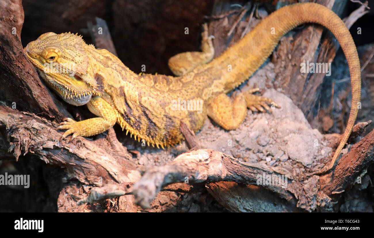 Large Australian Lizard called Pogona or bearded dragon for the ...