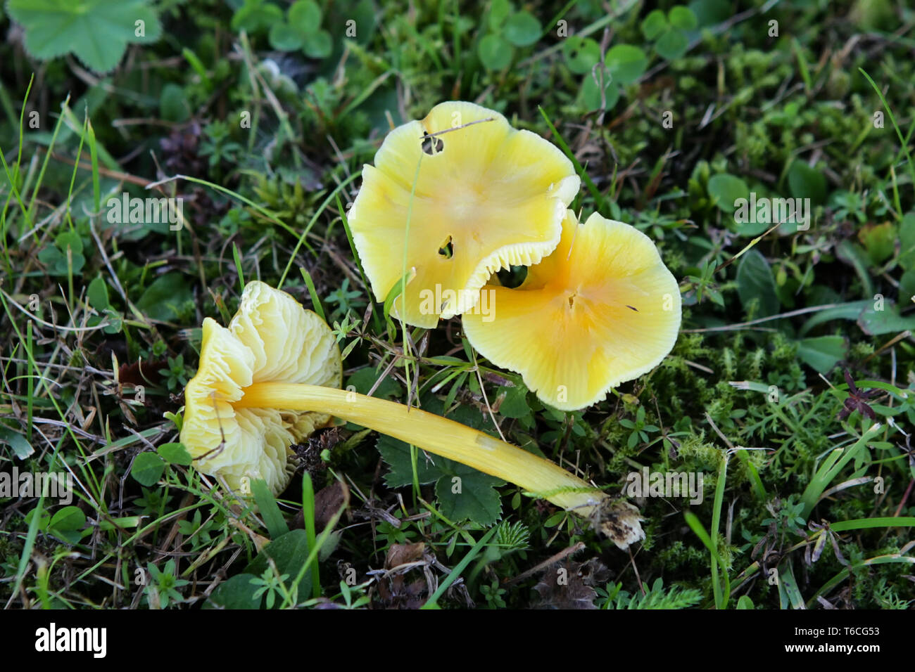 Golden waxcap, Hygrocybe chlorophana Stock Photo - Alamy