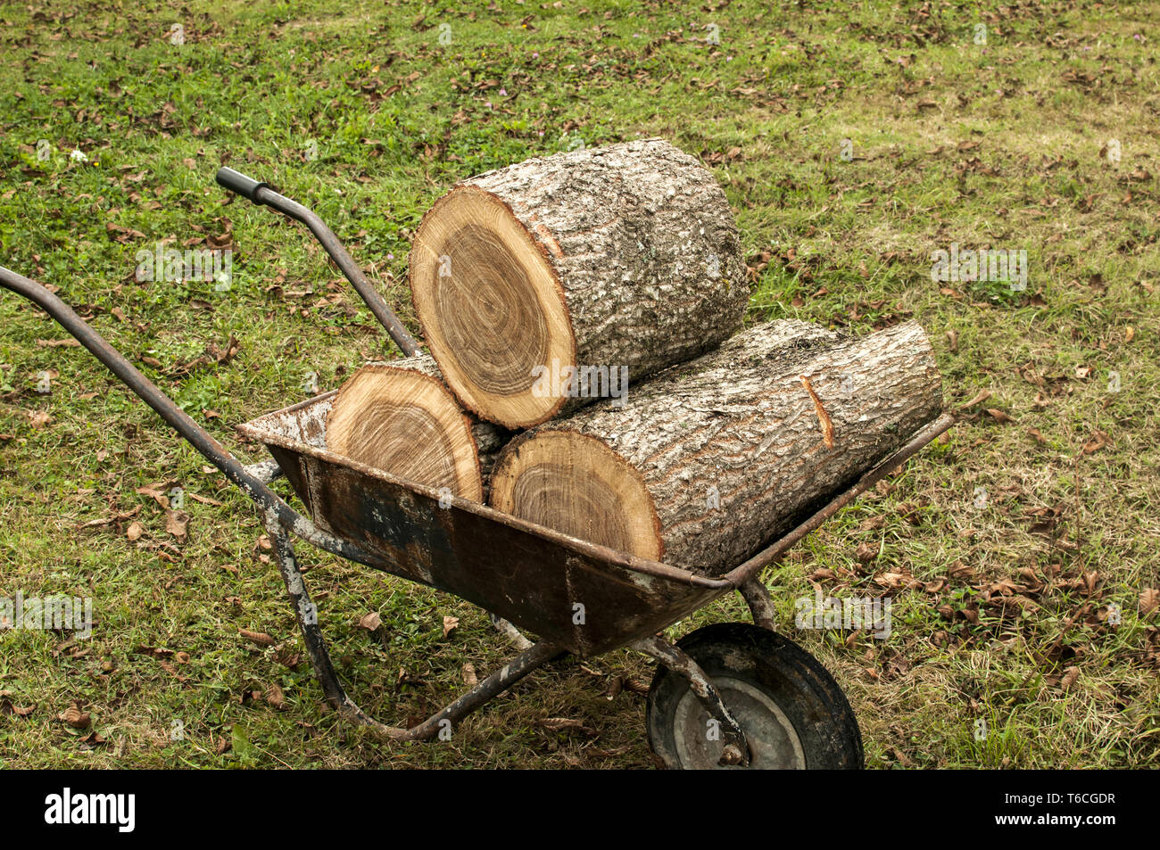 Wheelbarrow loaded with oak stumps Stock Photo - Alamy