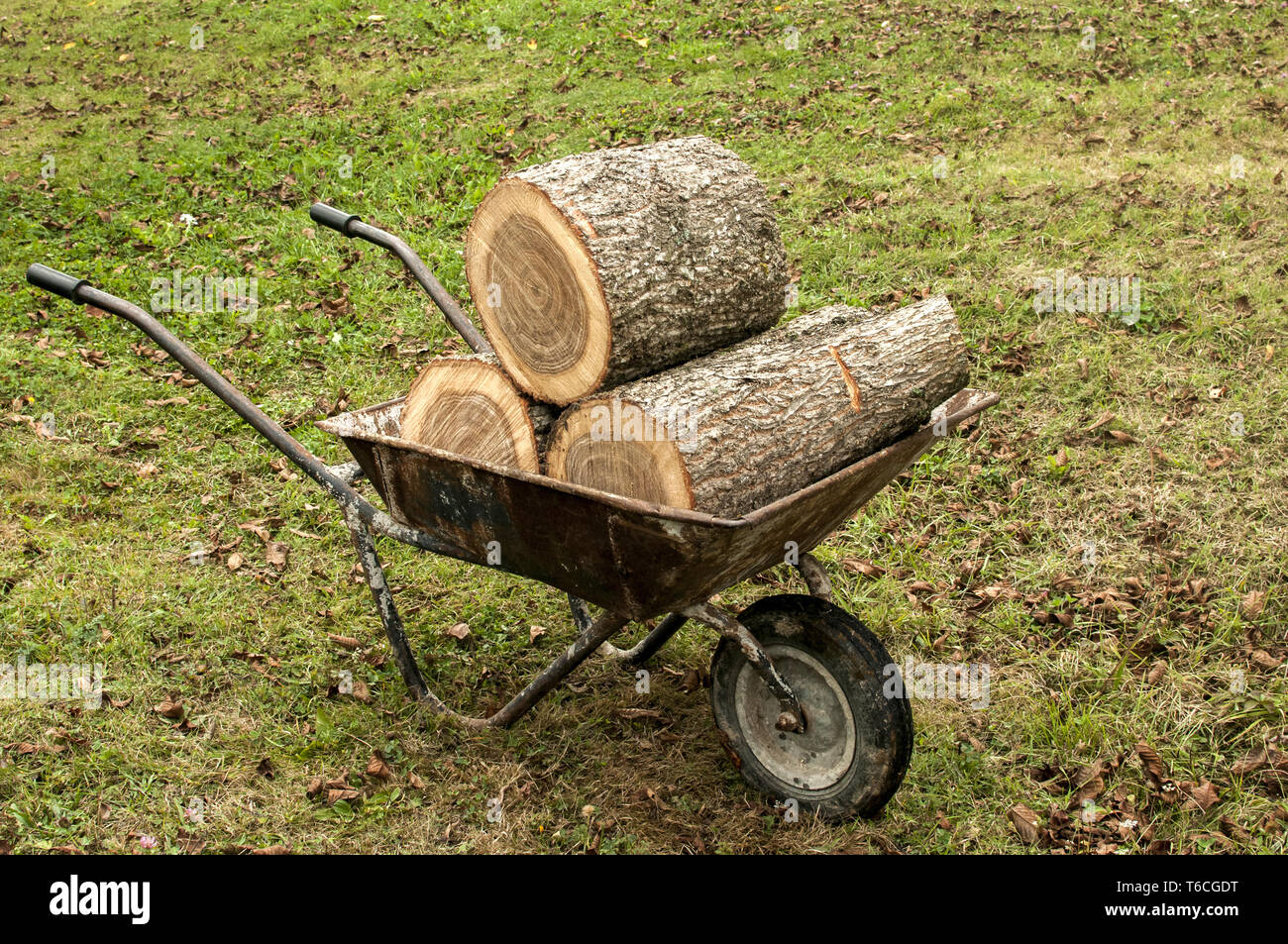 Wheelbarrow loaded with oak stumps Stock Photo - Alamy