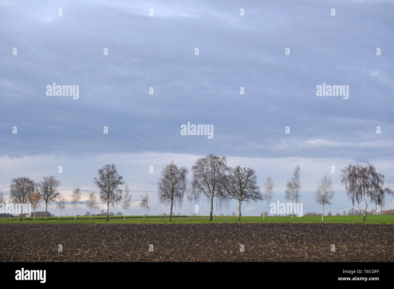 Birch trees (betula) on a country road Stock Photo - Alamy