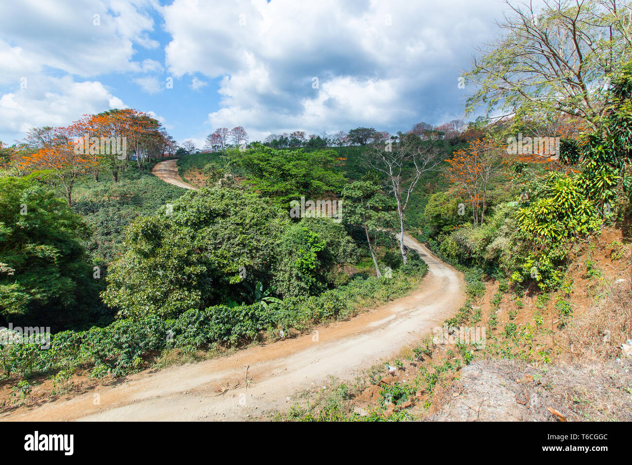 Costa Rica typical hill vegetation Stock Photo - Alamy