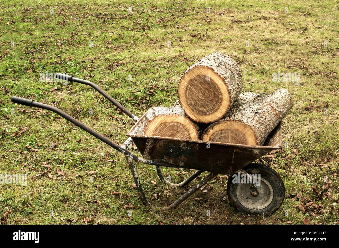 Wheelbarrow loaded with oak stumps Stock Photo - Alamy