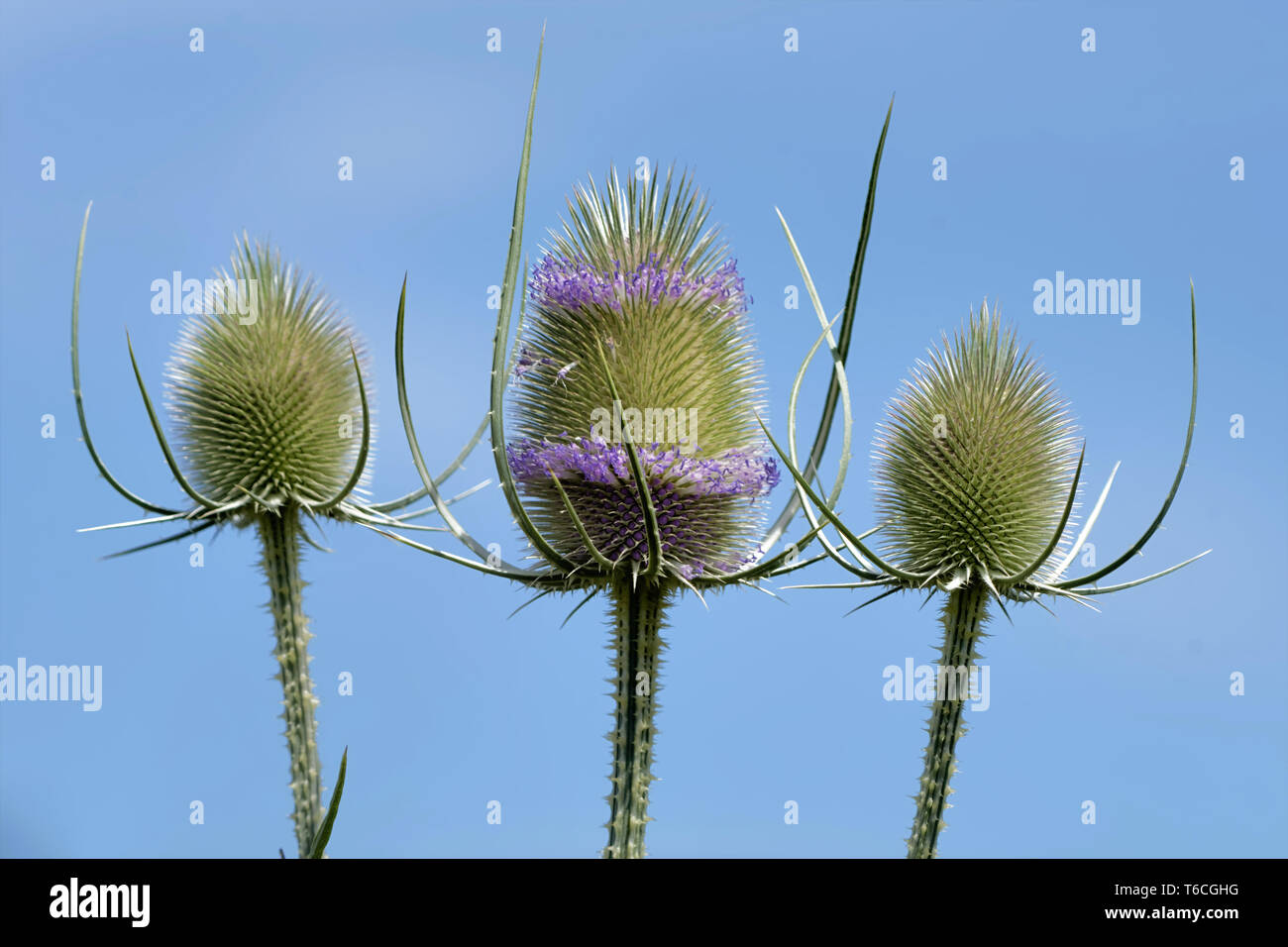 Teasel texture hi-res stock photography and images - Alamy