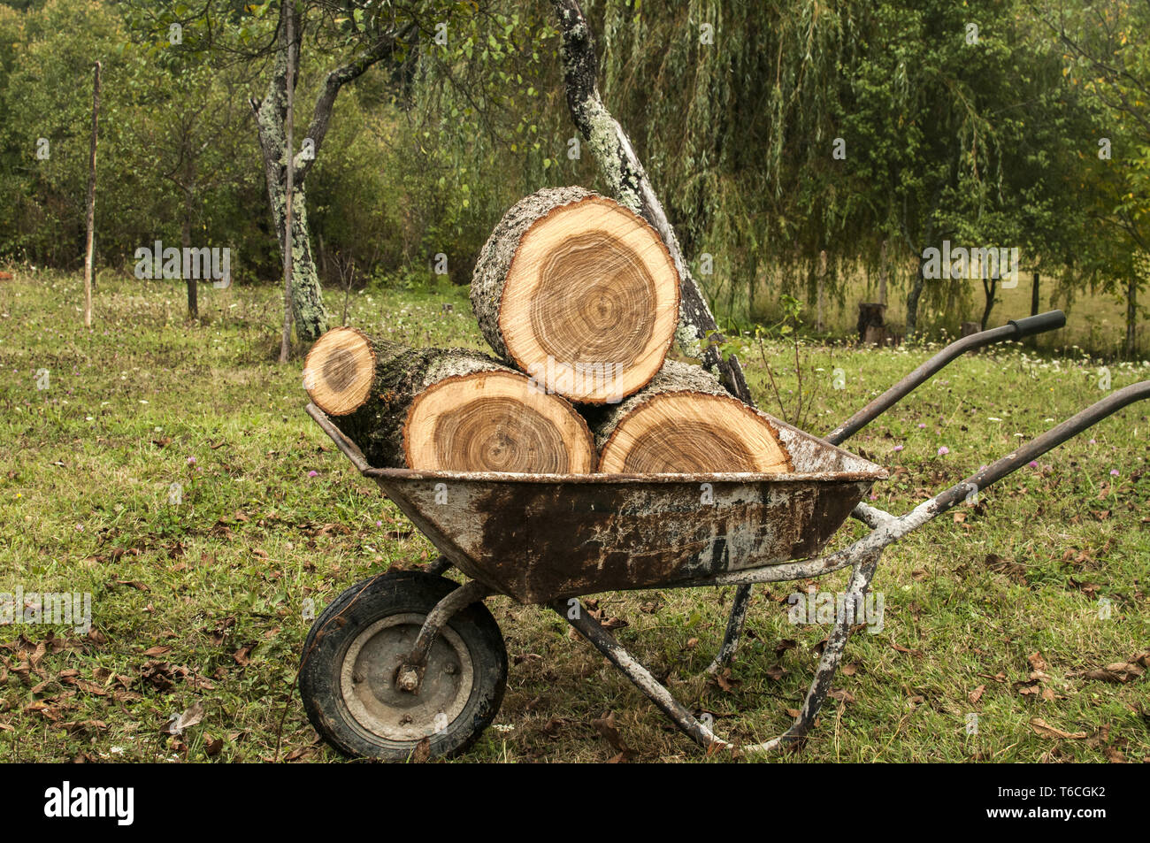 Wheelbarrow loaded with oak stumps Stock Photo - Alamy