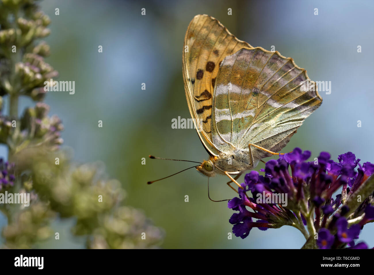 Silver wash fritillary hi-res stock photography and images - Alamy