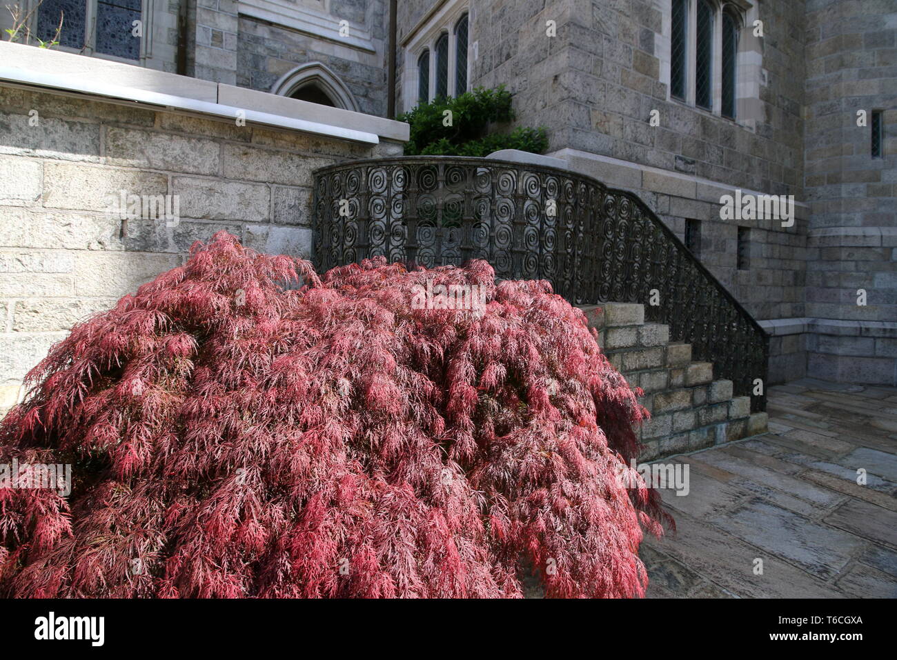 Bush and building hi-res stock photography and images - Alamy