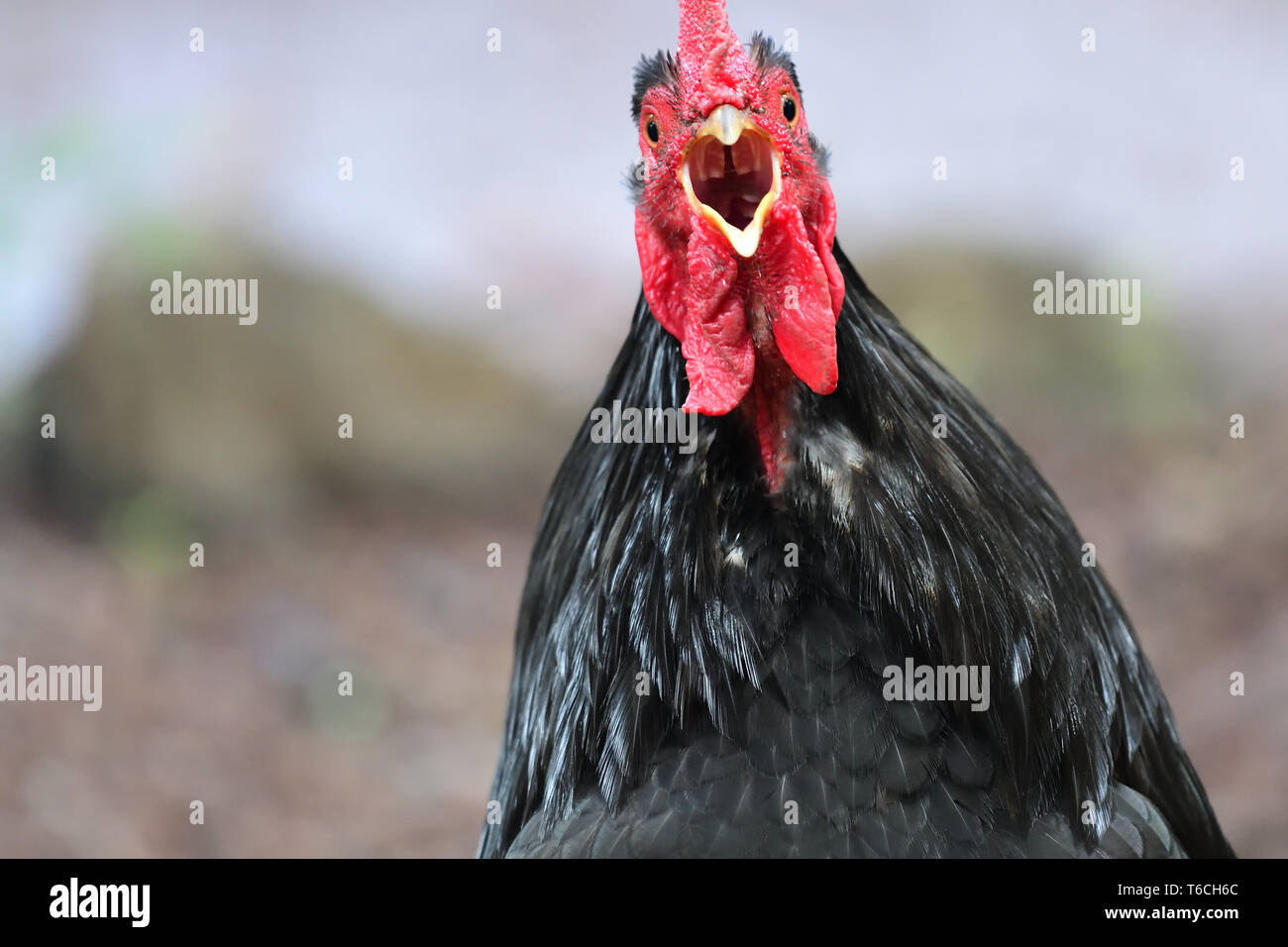 Rooster headshot hi-res stock photography and images - Alamy