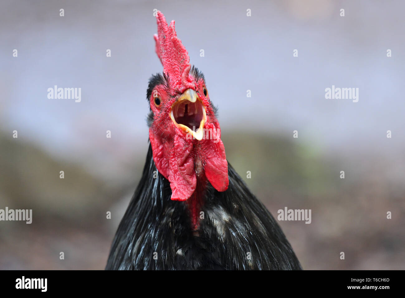Head chicken squawking hi-res stock photography and images - Alamy