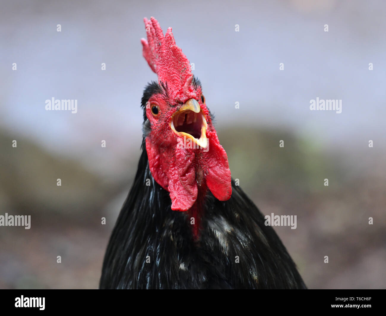 Head chicken squawking hi-res stock photography and images - Alamy