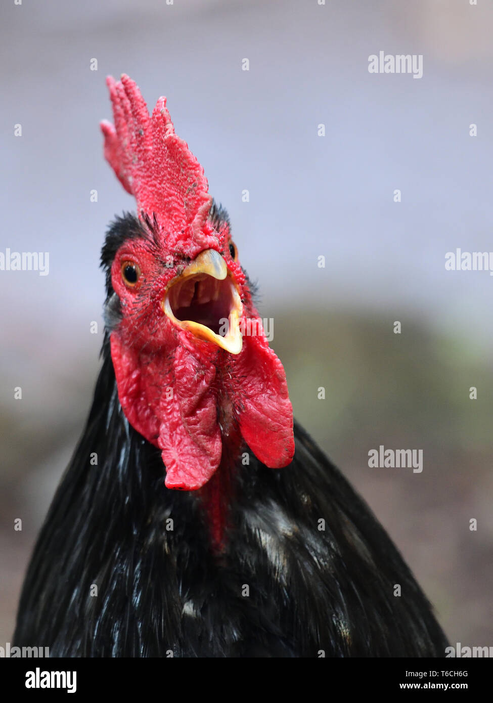 Close up portrait of a chicken squawking Stock Photo - Alamy