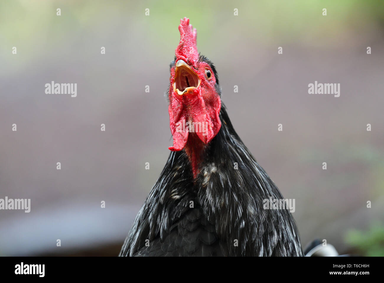 Head chicken squawking hi-res stock photography and images - Alamy