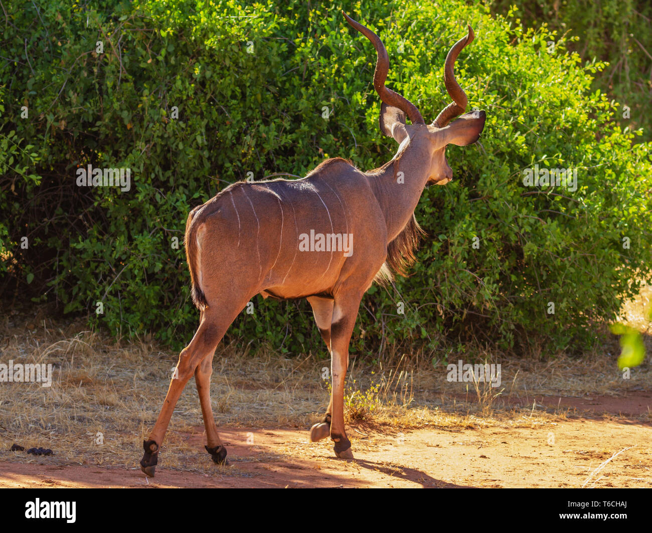 African Wild Greater Kudu Bull High Resolution Stock Photography and ...