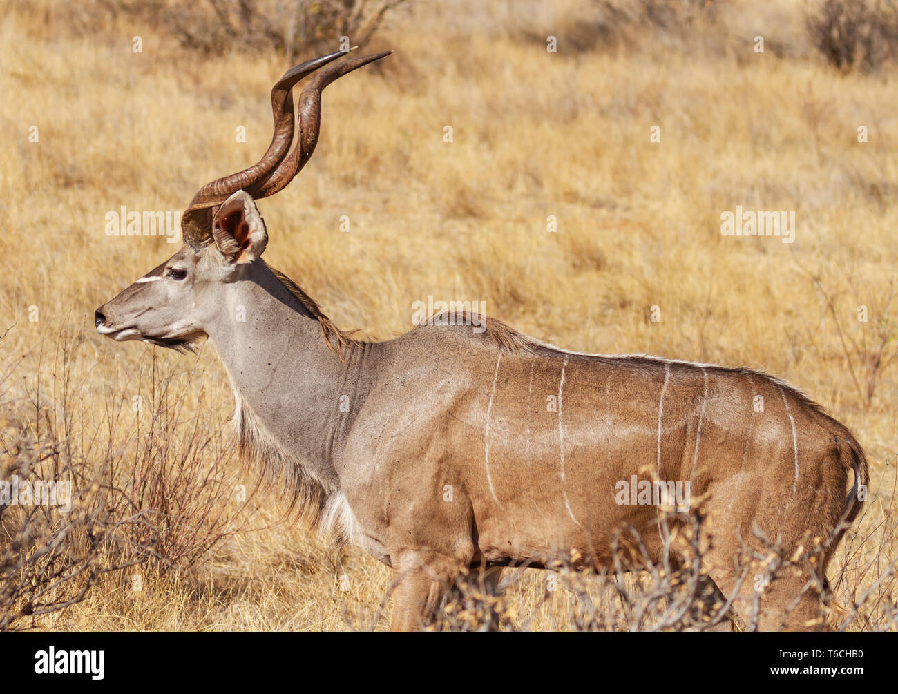 Greater Kudu Male Greater Kudu (Tragelaphus Strepsiceros) | BirdForum
