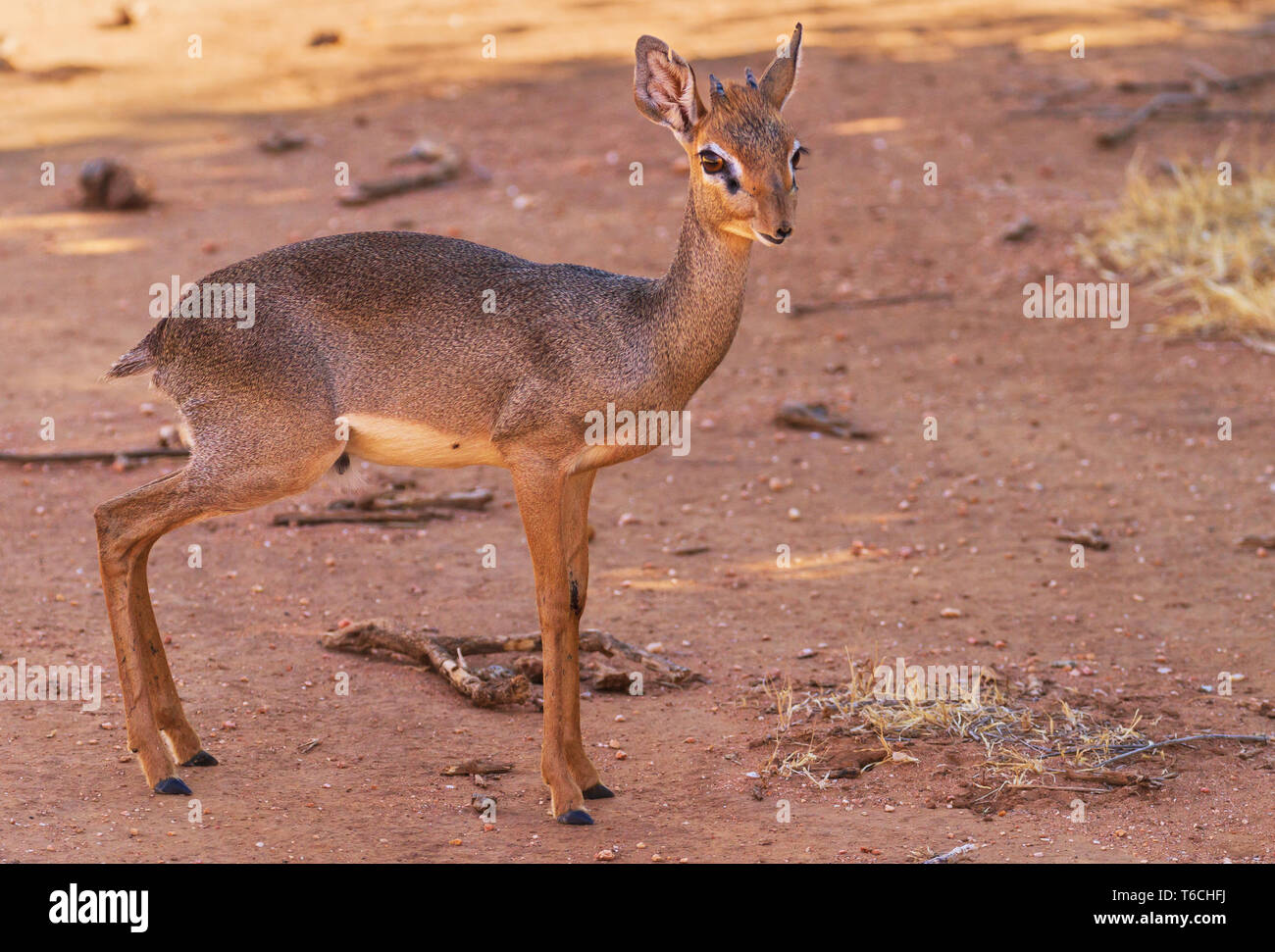 Dik-dik small little antelope, Madoqua, mouth closed, male with horns ...