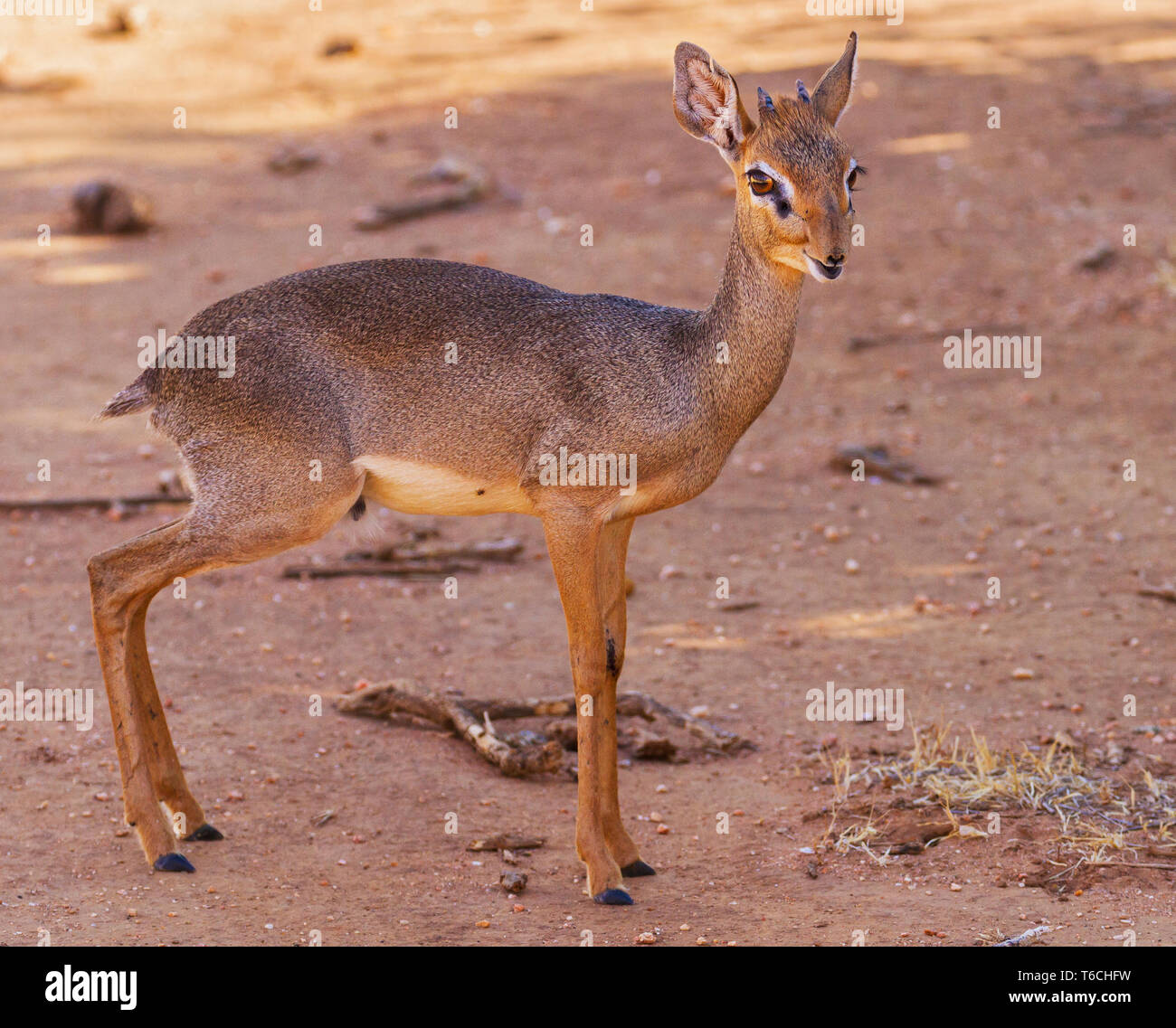 Dik-dik small little antelope, Madoqua, mouth open, male with horns ...