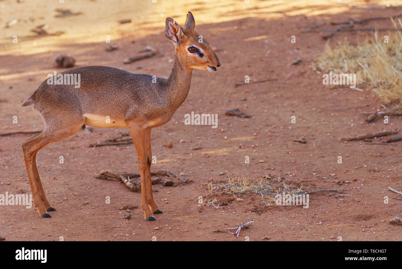 Male Dik Dik Stock Photos & Male Dik Dik Stock Images - Alamy