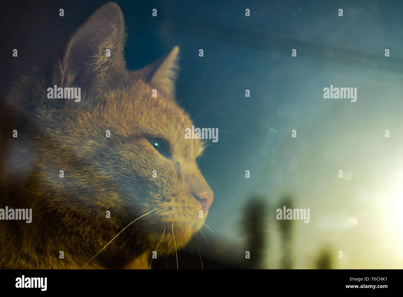 Red cat looking through the window. Serious piercing look. The cat is ...