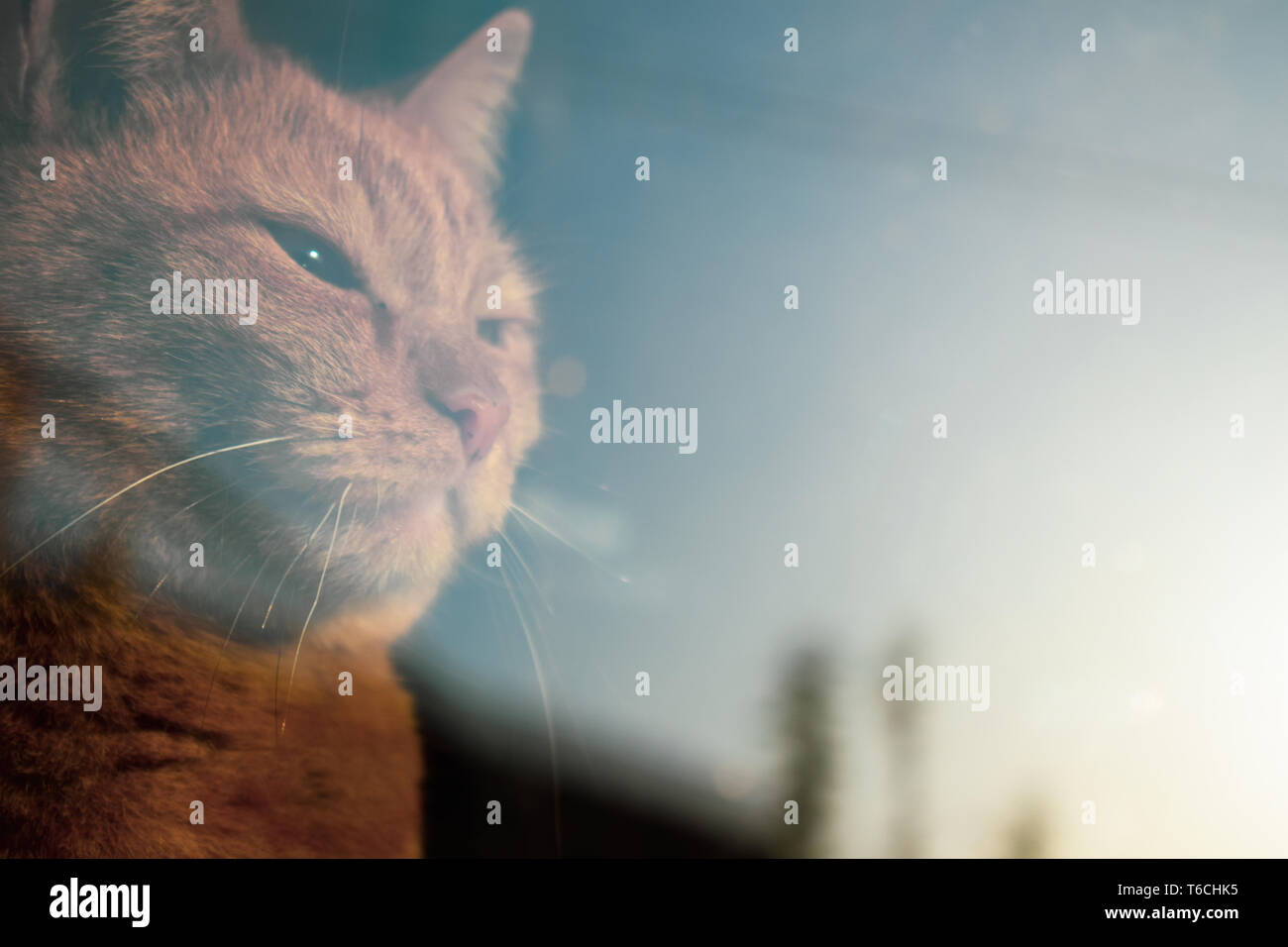 Red cat looking through the window. Serious piercing look. The cat is ...