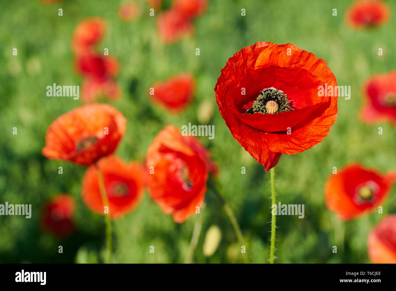 Red spring flowers on hi-res stock photography and images - Alamy
