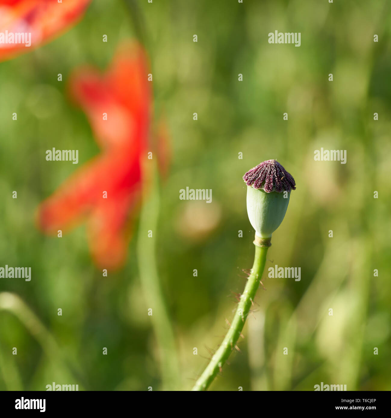 Spring bol hi-res stock photography and images - Alamy