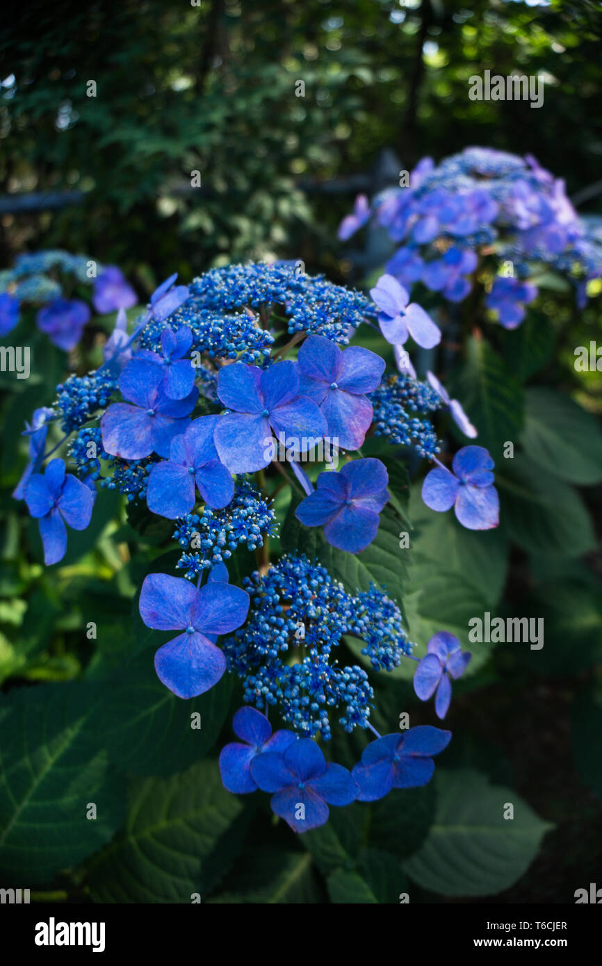 Lace cap hydrangea hi-res stock photography and images - Alamy