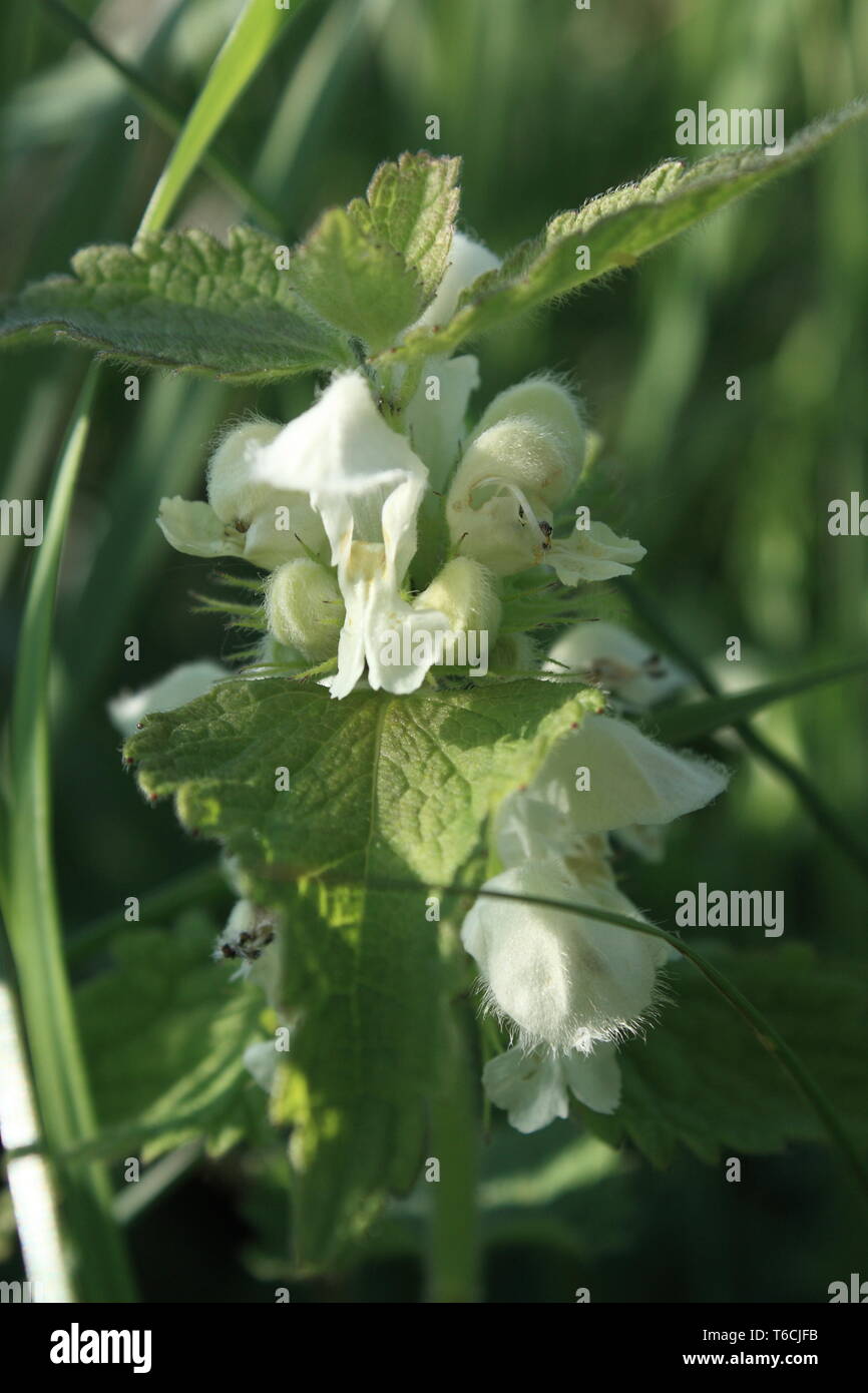 Genus lamium hi-res stock photography and images - Alamy