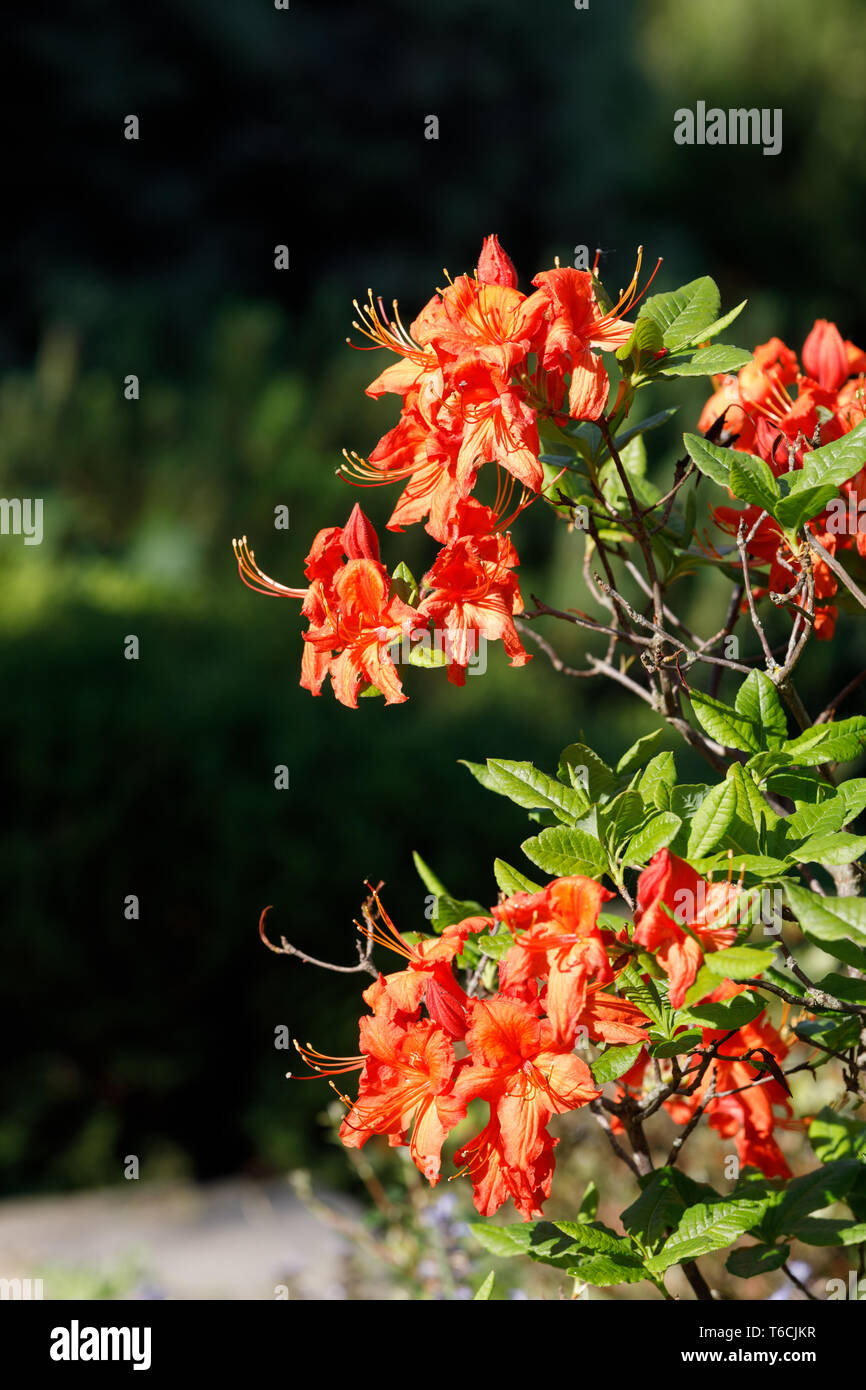 Red spring blooms hi-res stock photography and images - Alamy