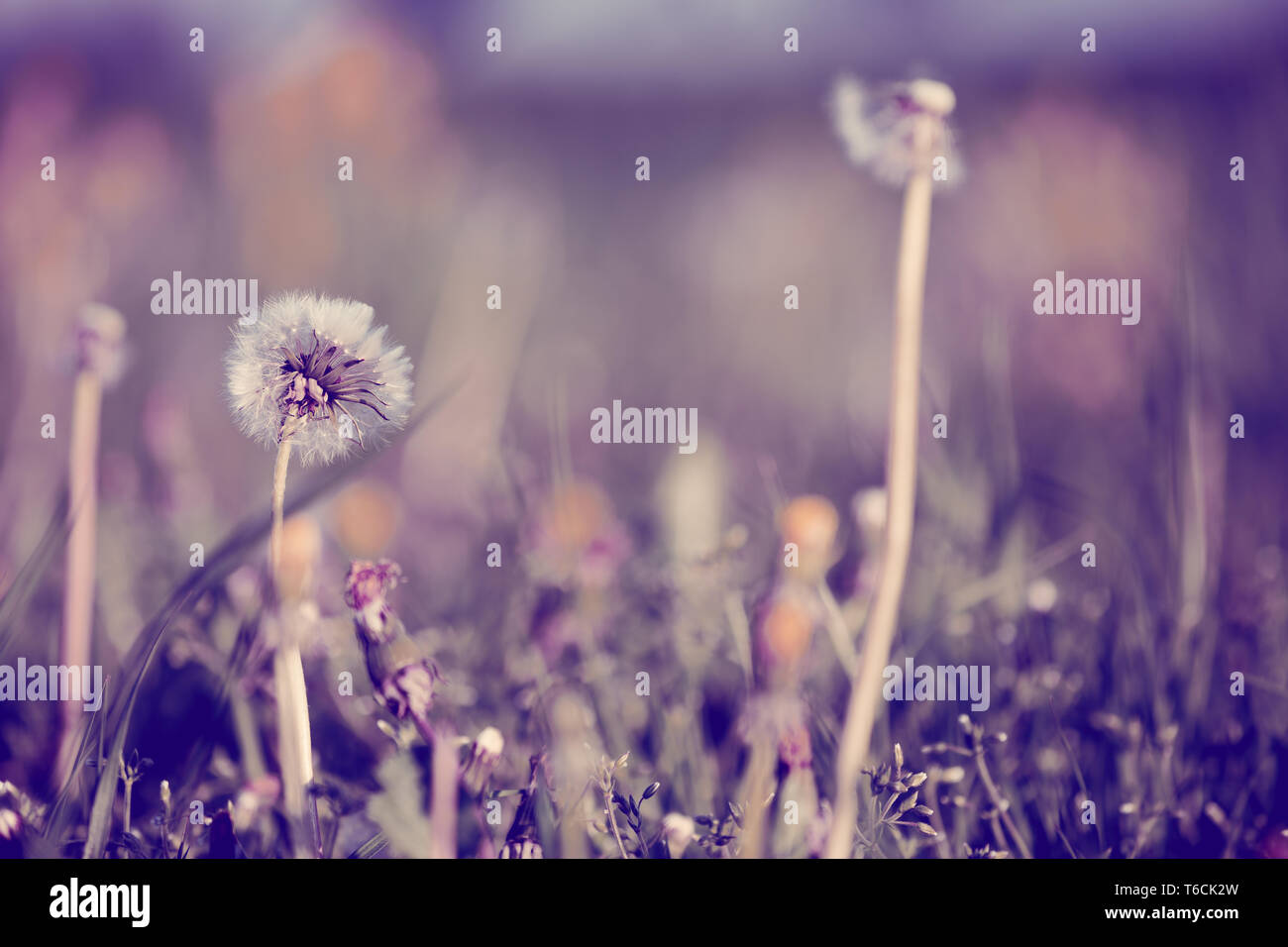 close up of Dandelion, spring abstract color background Stock Photo - Alamy