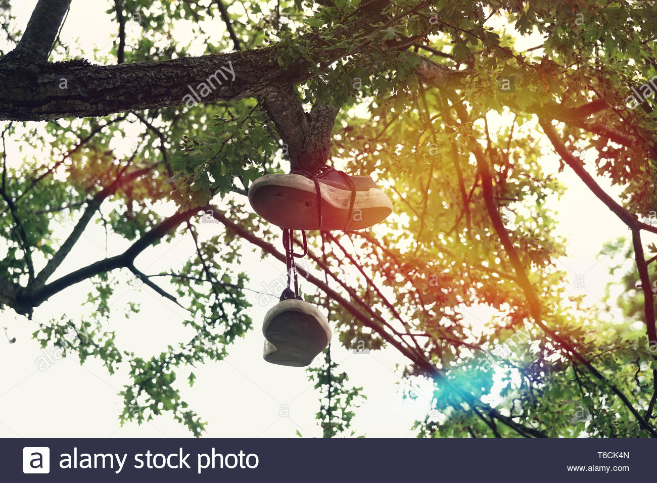 Shoes Hanging From Tree Stock Photos & Shoes Hanging From Tree Stock ...