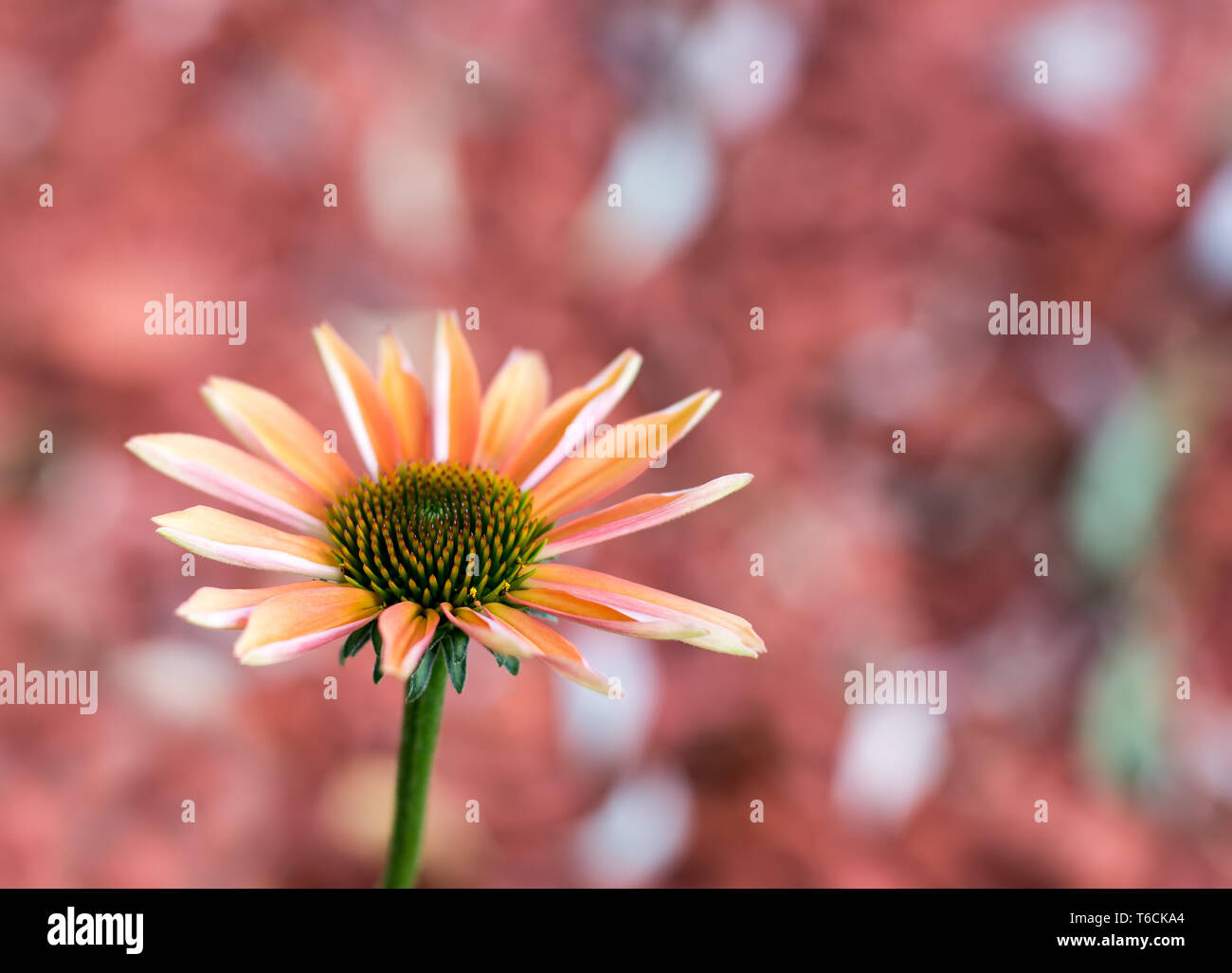 Orange-colored coneflower - The flower of the summer Stock Photo - Alamy
