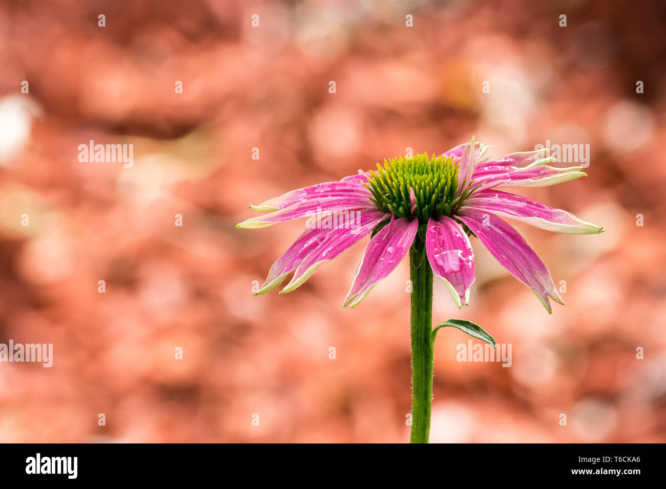 Pink colored coneflower after a summer rain - Focus Stacking Stock ...