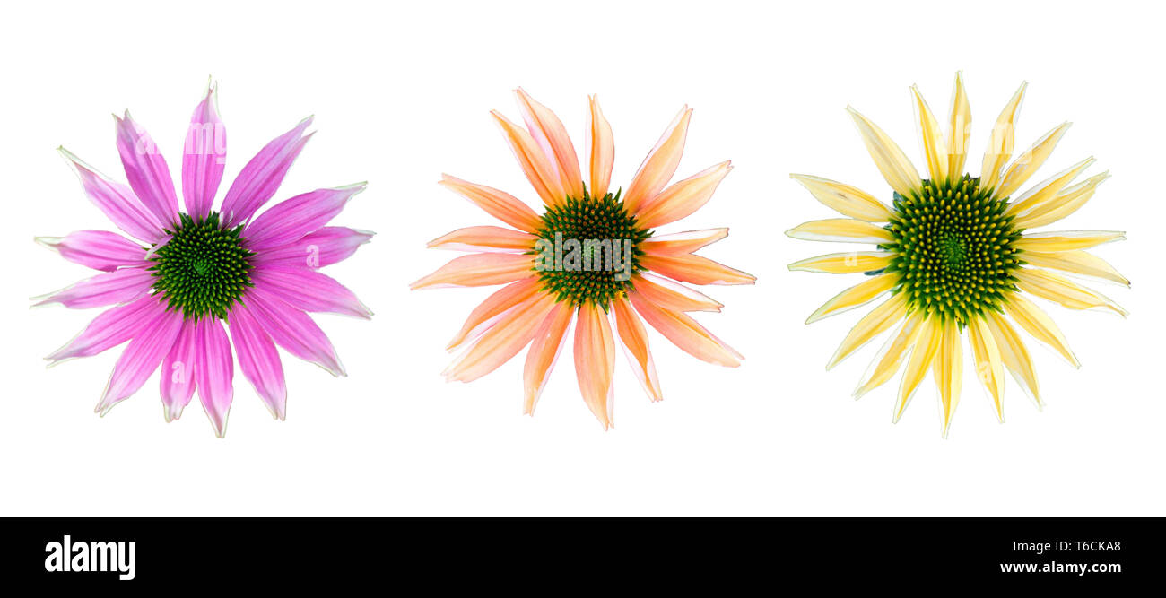 Set of flowers with different colors - coneflower with different colors ...