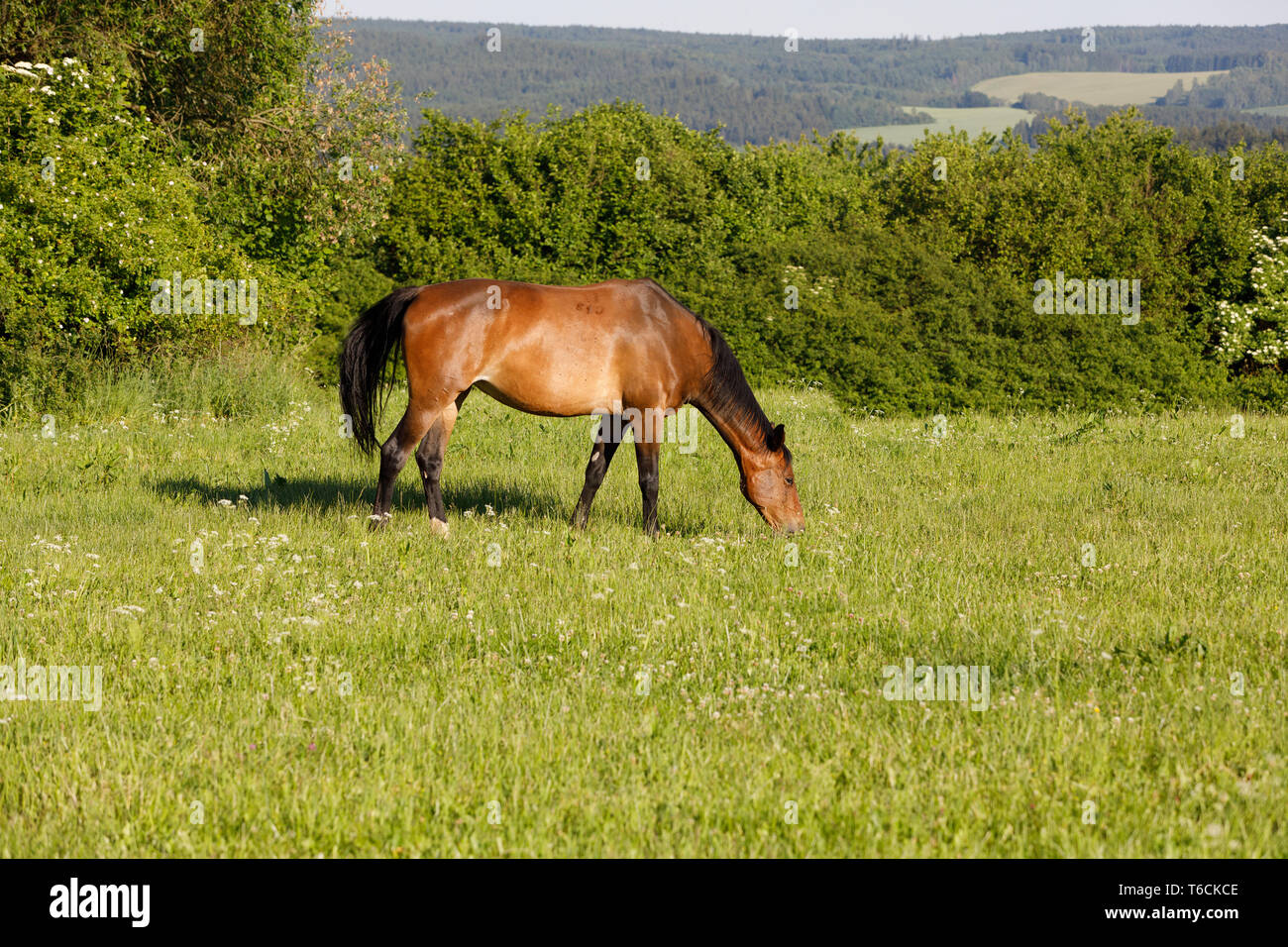 Equestria hi-res stock photography and images - Alamy