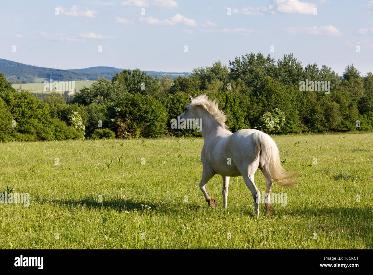 white horse running in spring pasture meadow Stock Photo - Alamy