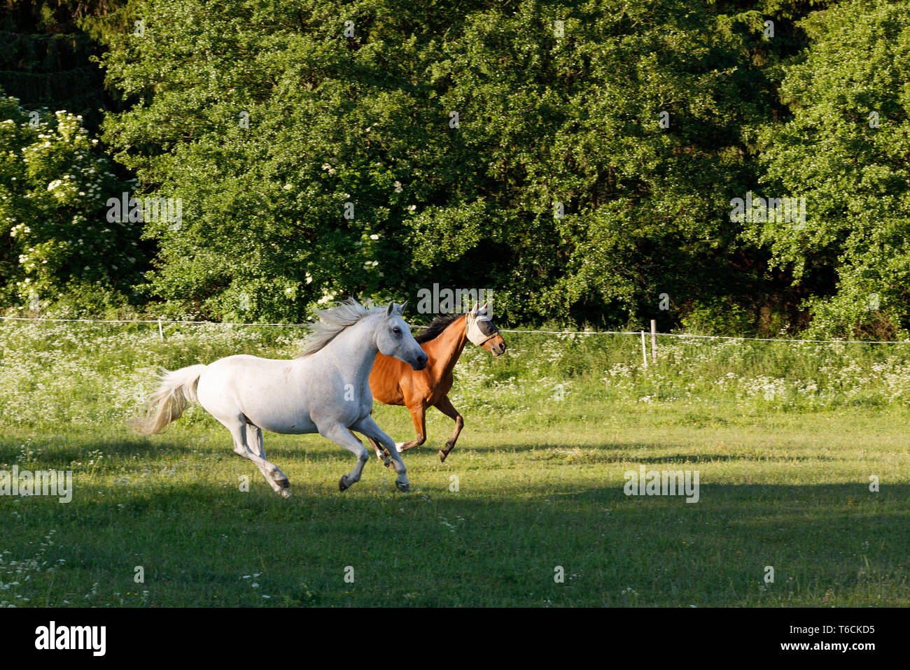 Horses grazing in meadow young hi-res stock photography and images - Alamy