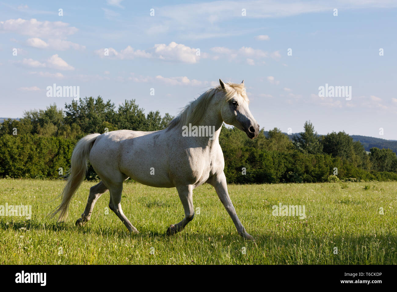 Horse running in pasture hi-res stock photography and images - Alamy