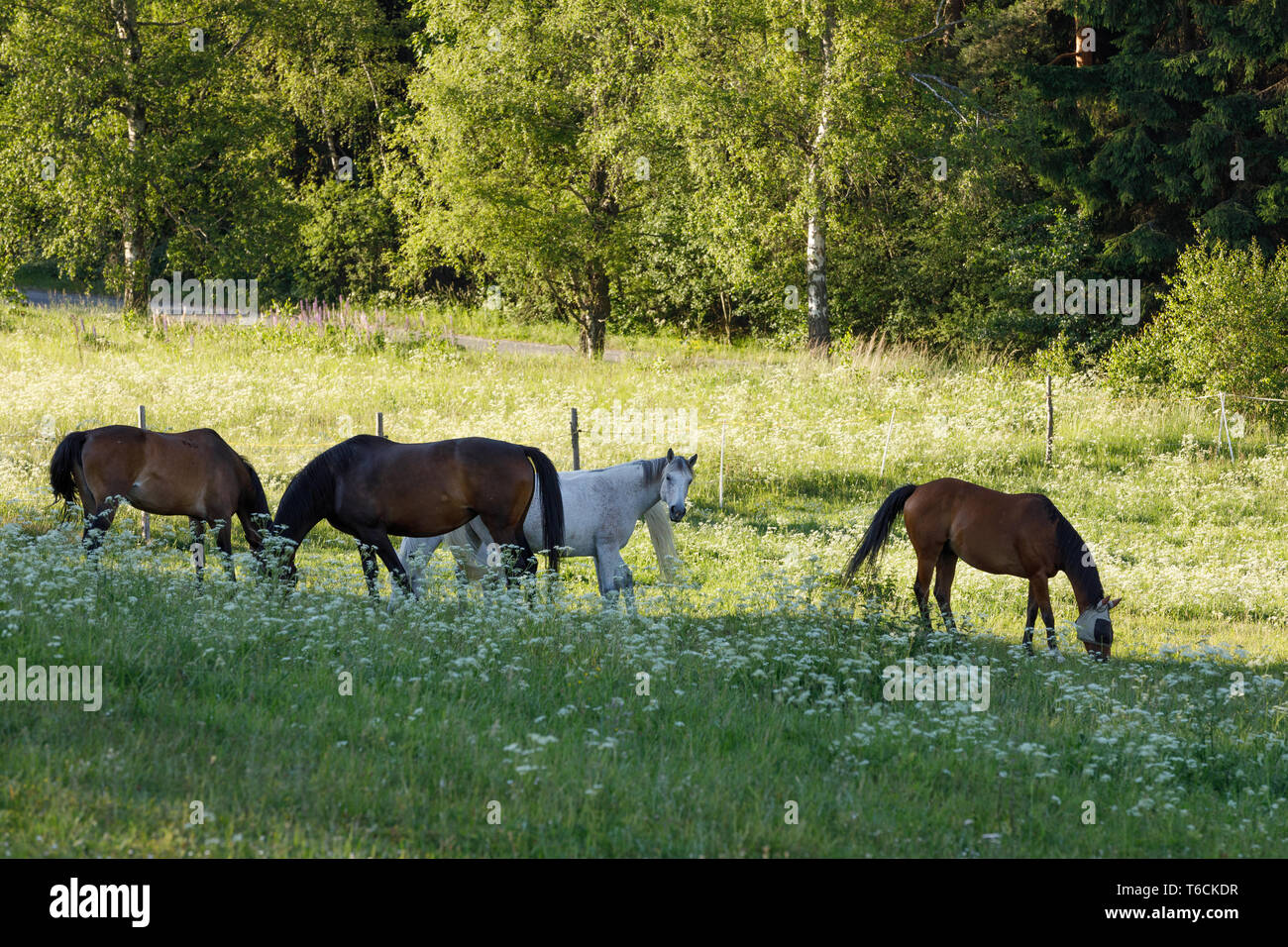 Equestria animal hi-res stock photography and images - Alamy