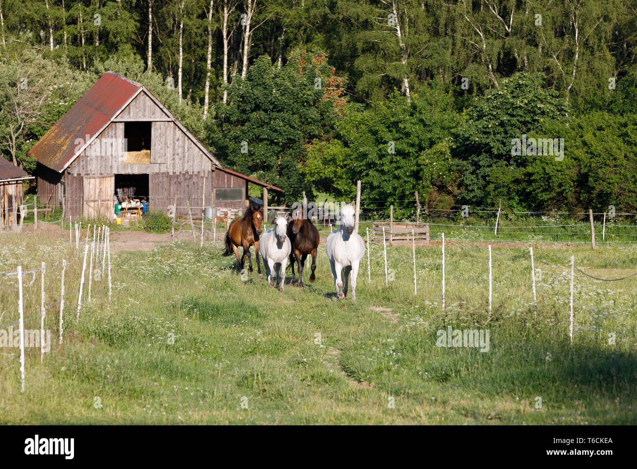 Beautiful landscape horses in hi-res stock photography and images - Alamy