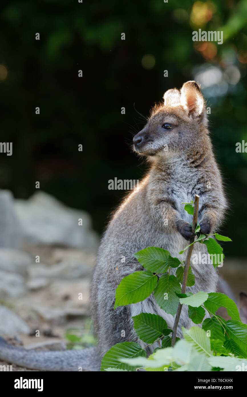 Baby red kangaroo hi-res stock photography and images - Alamy