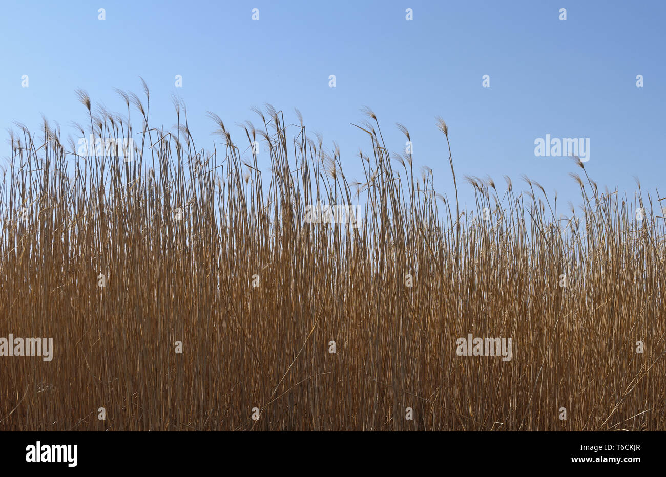 Giant chinese reed (Miscanthus × giganteus Stock Photo - Alamy