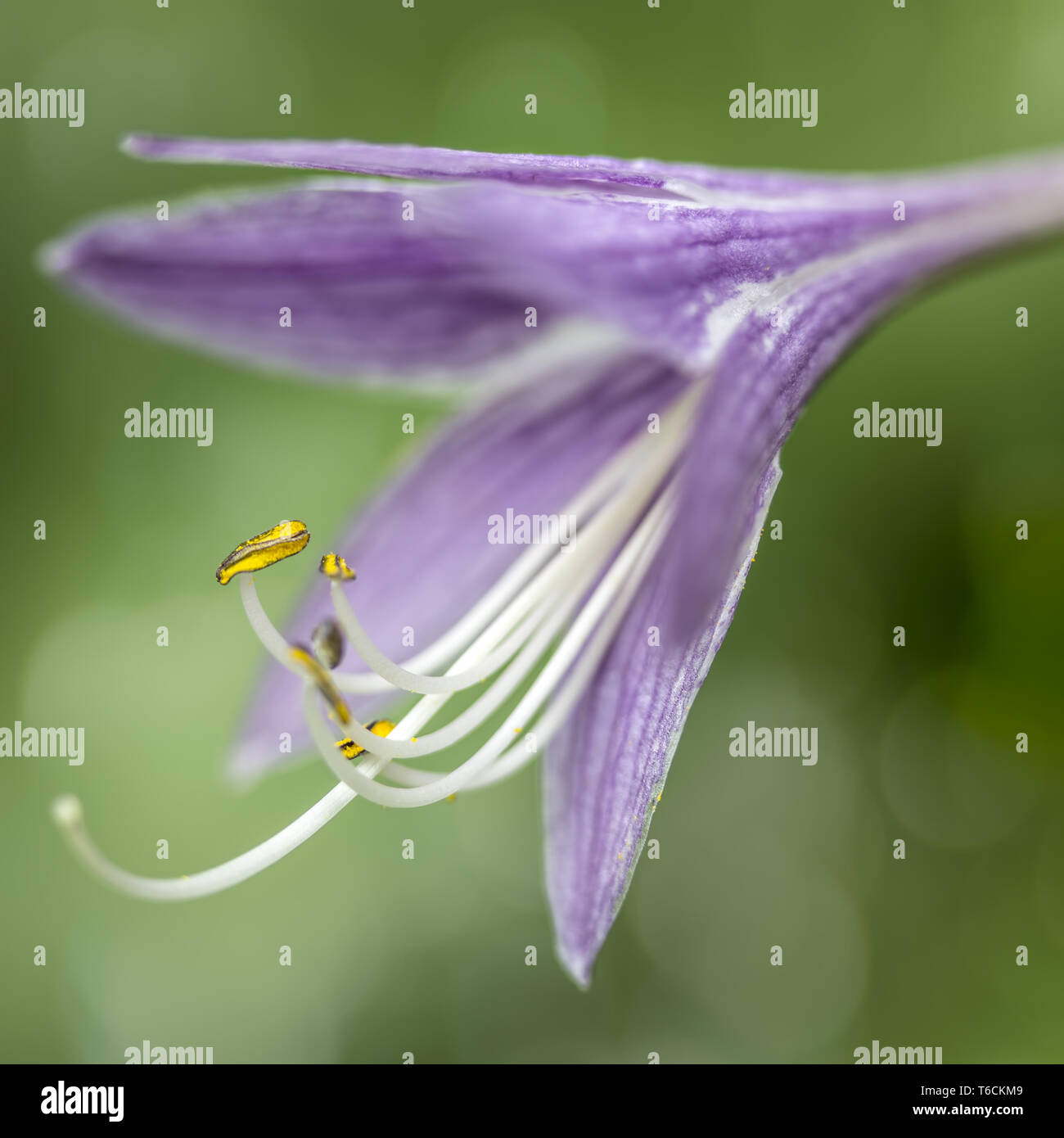 hosta flower, Hosta spp Stock Photo - Alamy