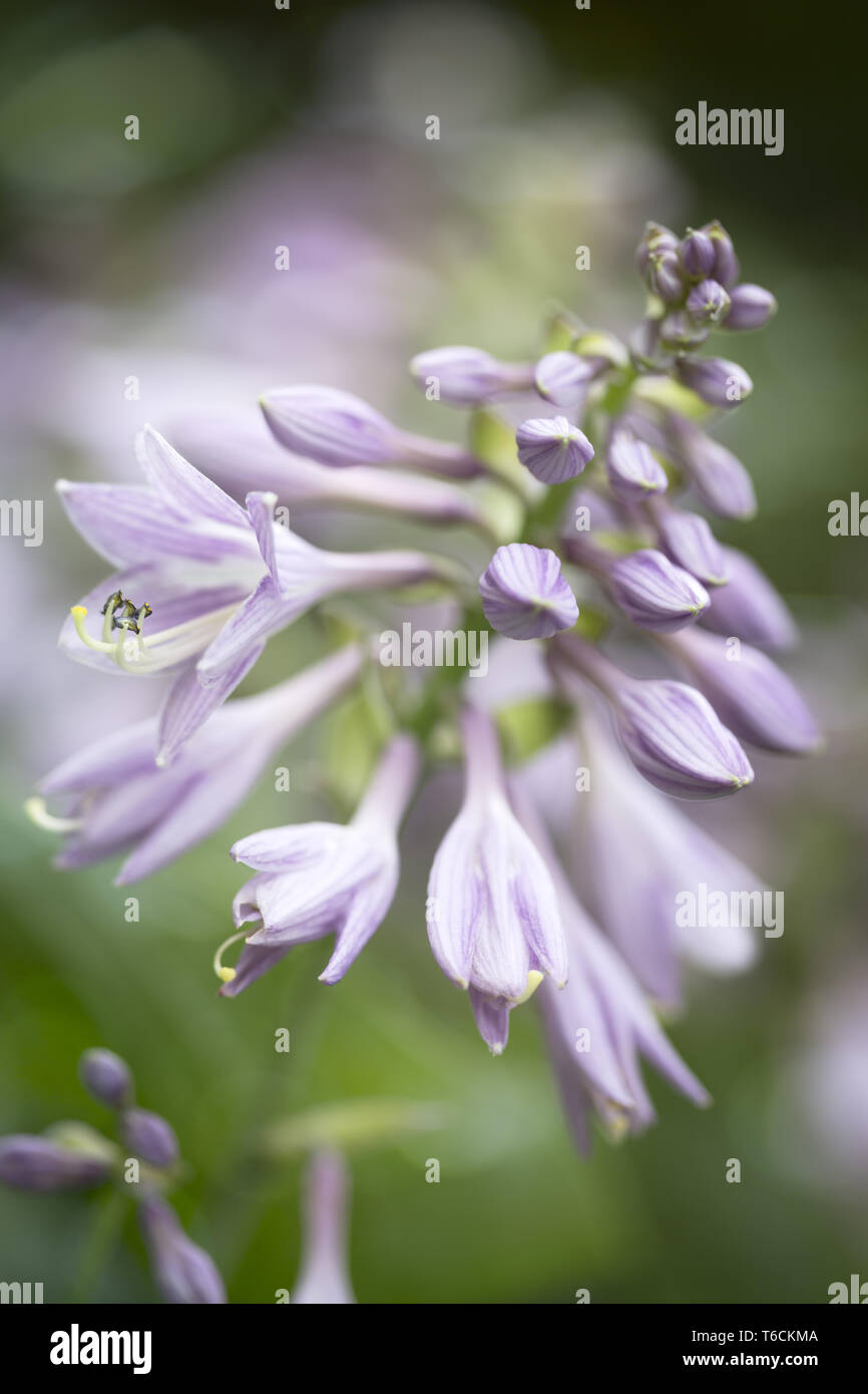 hosta flower, Hosta spp Stock Photo - Alamy
