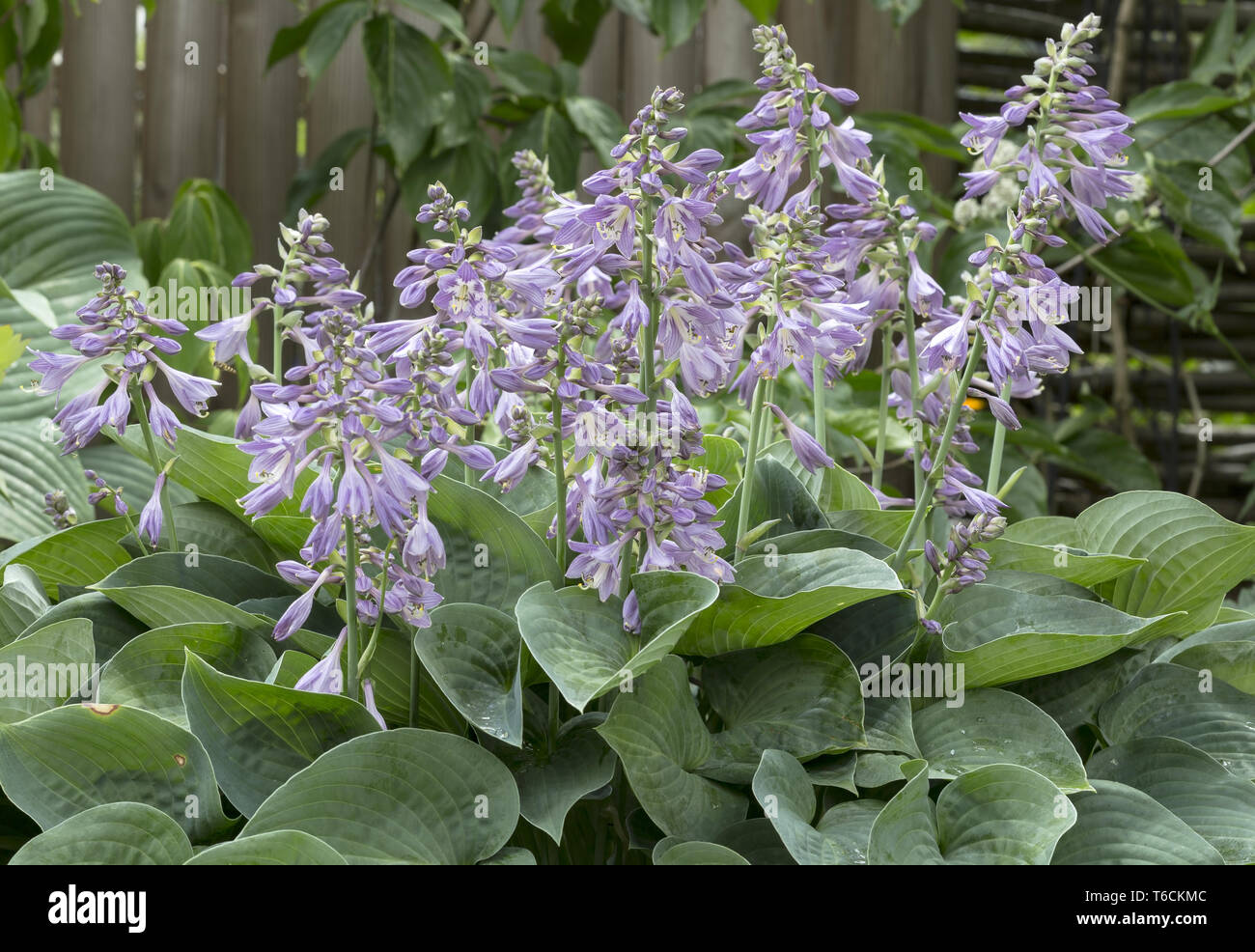 hosta flower, Hosta spp Stock Photo - Alamy