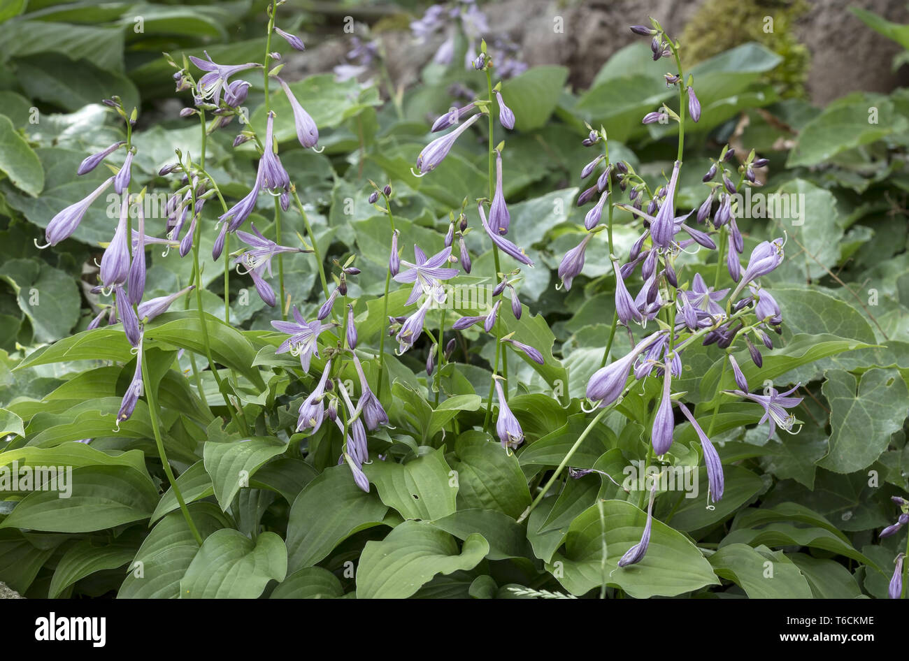 hosta flower, Hosta spp Stock Photo - Alamy