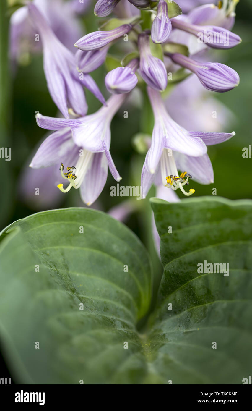 hosta flower, Hosta spp Stock Photo - Alamy