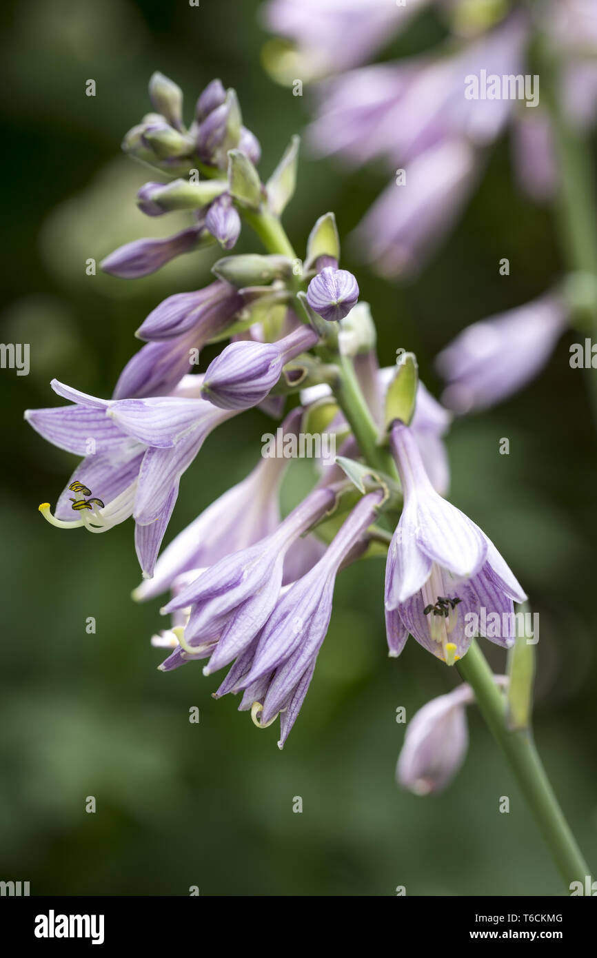 hosta flower, Hosta spp Stock Photo - Alamy