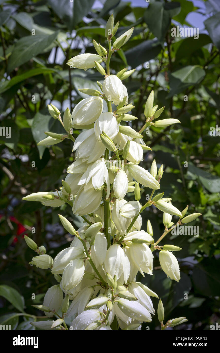 Yucca genus hi-res stock photography and images - Alamy