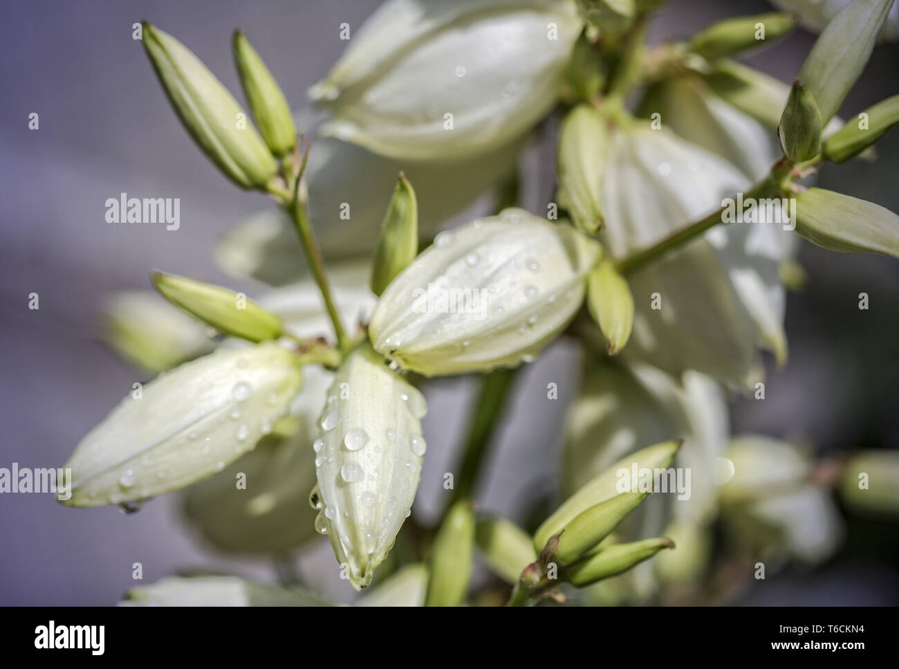 Yucca [genus Yucca] Stock Photo - Alamy