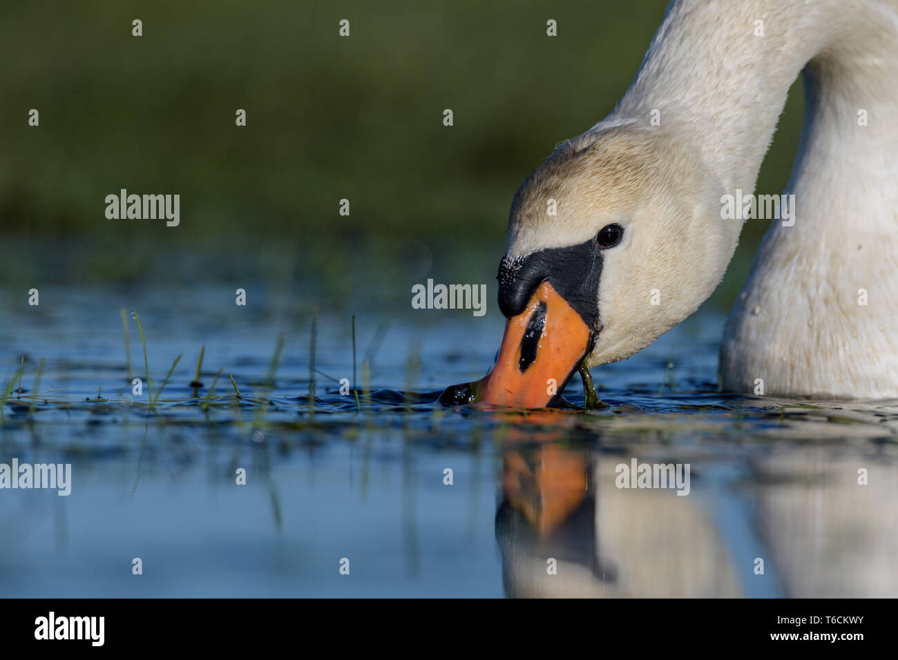 German swan hi-res stock photography and images - Alamy